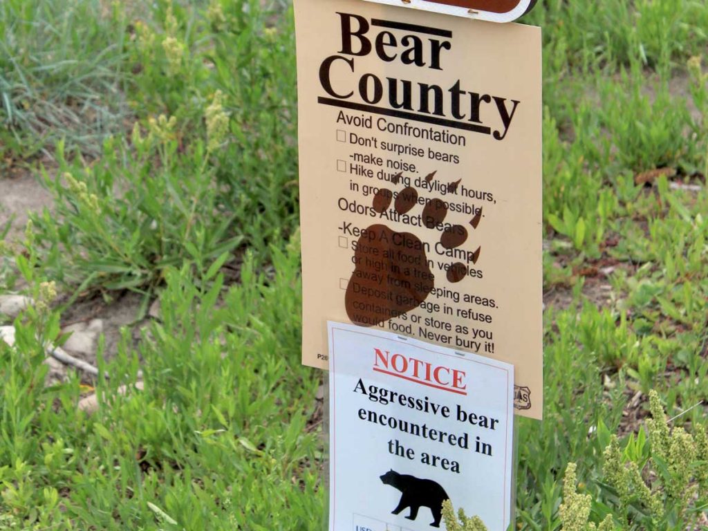 Is Camping in Bear Country Safe? | Camotrek Backpacking Blog